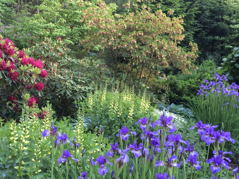 How to Divide Siberian Irises