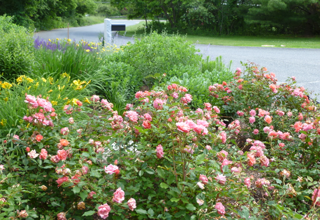 The Insider's Guide to Landscape Design