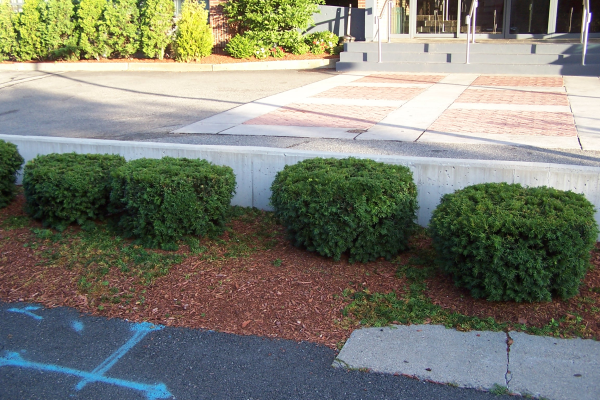Landscape Field Videos: How to Prune a Yew