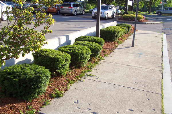 Landscape Field Videos: How to Prune a Yew