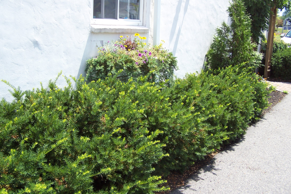 Landscape Field Videos: How to Prune a Yew