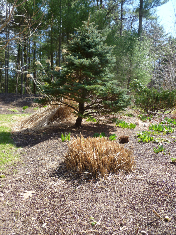 5 Must Do Landscape Tasks for the Spring Garden