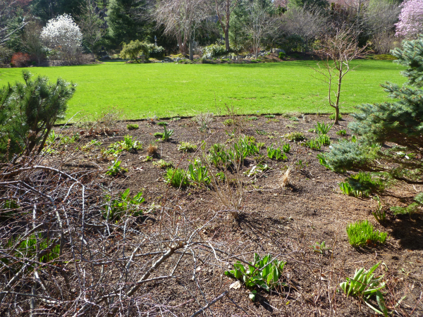 5 Must Do Landscape Tasks for the Spring Garden
