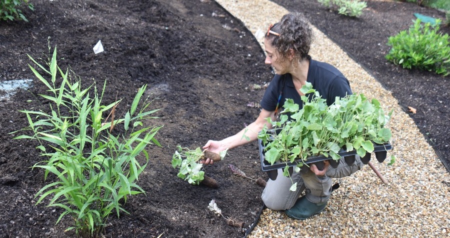 How Regenerative Gardening Will Help Fight Climate Change Now
