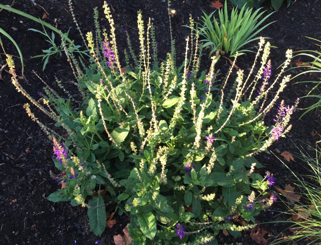 How to DeadHead Salvia